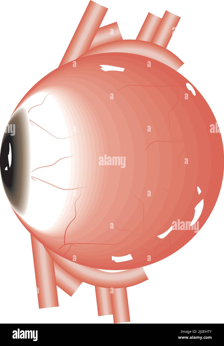 eye human organ Stock Vector Image & Art - Alamy