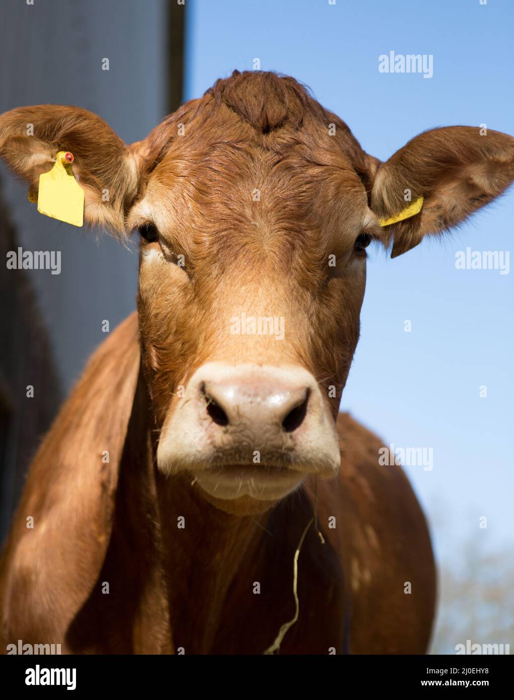 Redbrown cow hi-res stock photography and images - Alamy