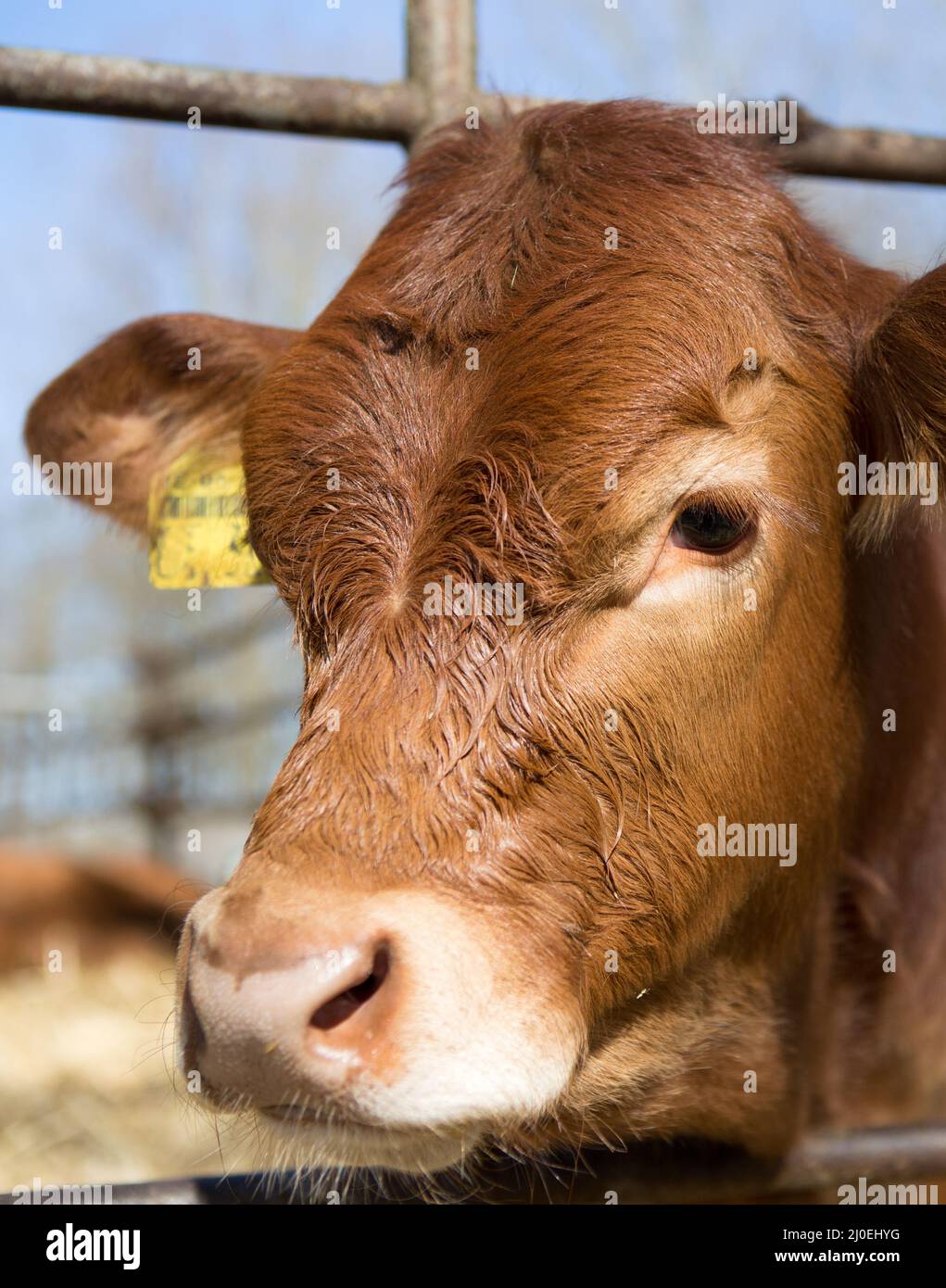 Calf shadow hi-res stock photography and images - Alamy