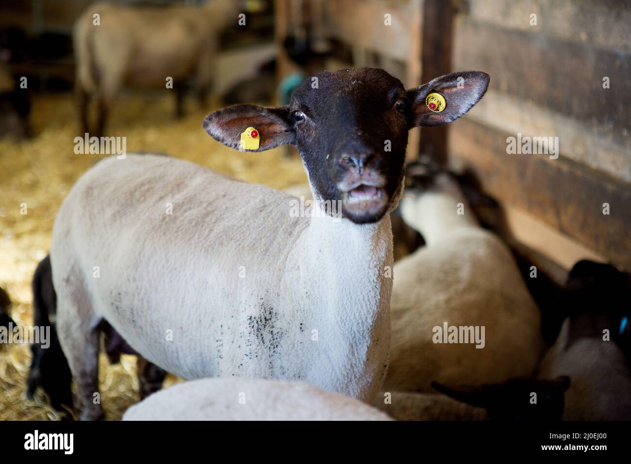 Stray lamb hi-res stock photography and images - Alamy