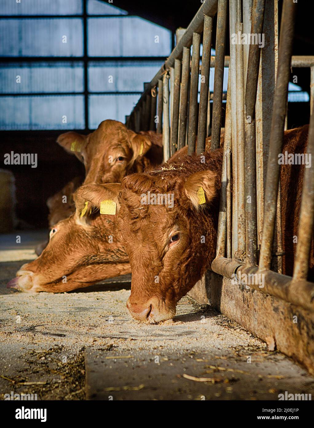 Red barn cow hi-res stock photography and images - Alamy