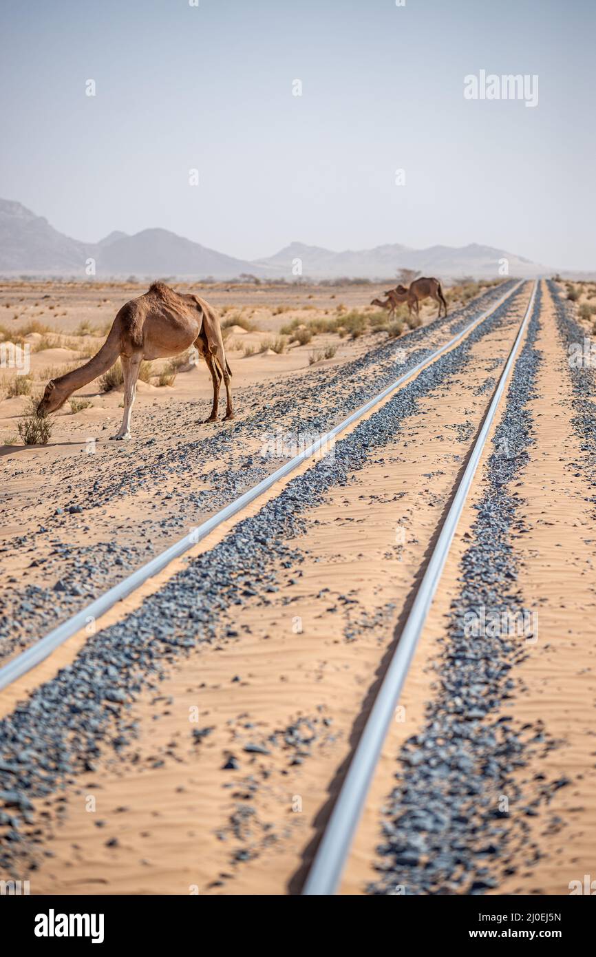 Dromedaries near a railway line for iron ore trains in the Sahara ...
