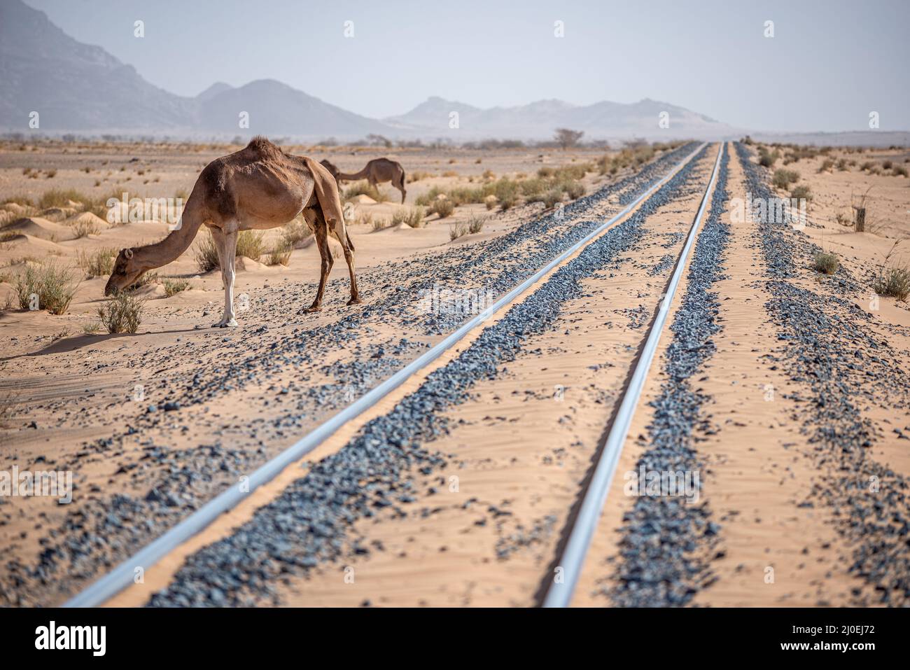 Dromedaries near a railway line for iron ore trains in the Sahara ...