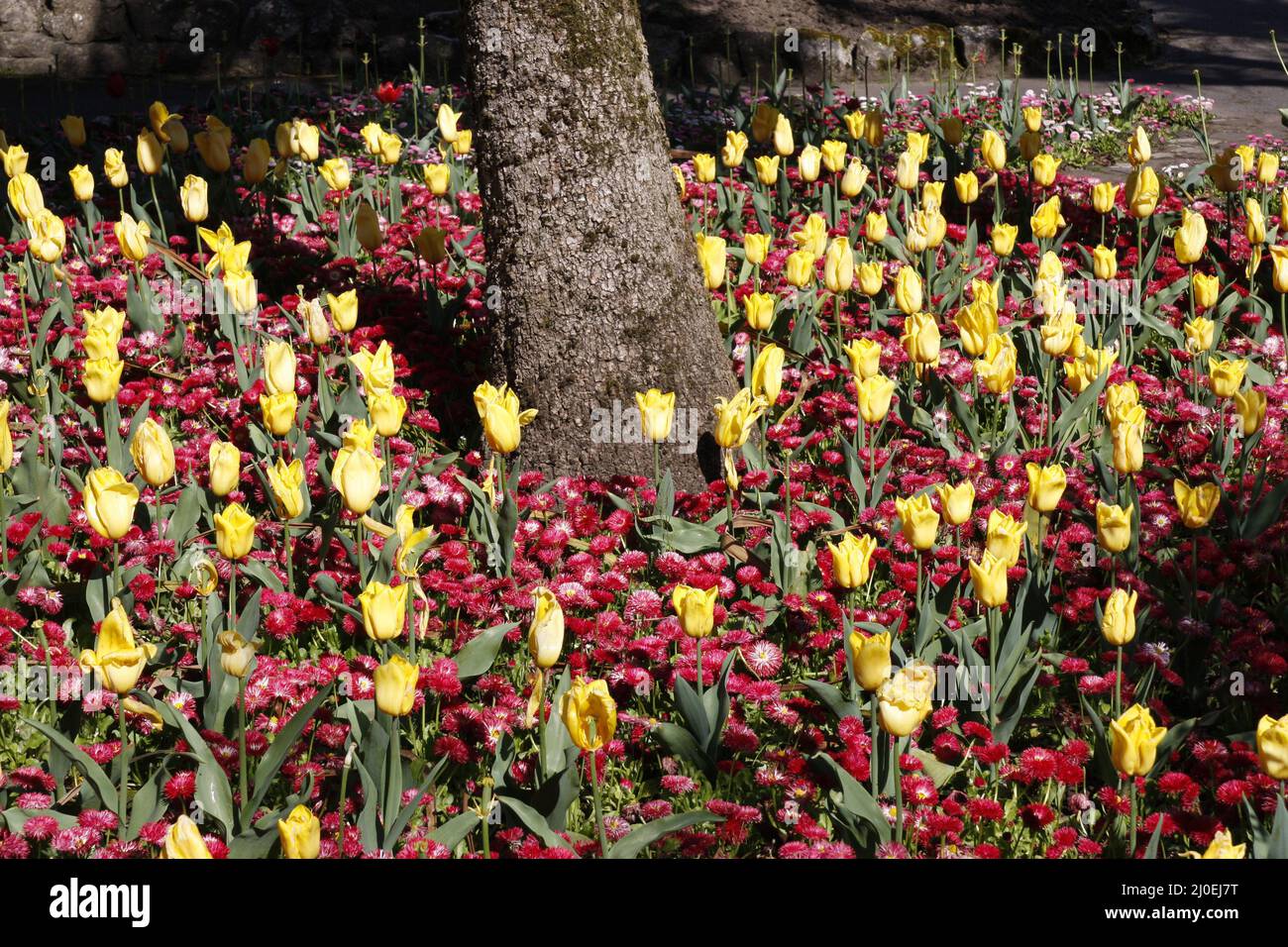 Tulips and Daisy flowers Stock Photo - Alamy