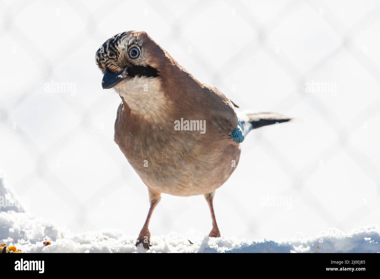 Jay watching hi-res stock photography and images - Alamy