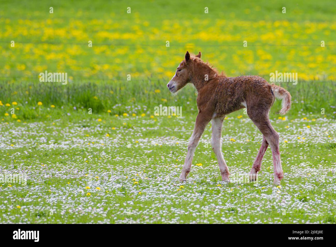Foal first steps hi-res stock photography and images - Alamy