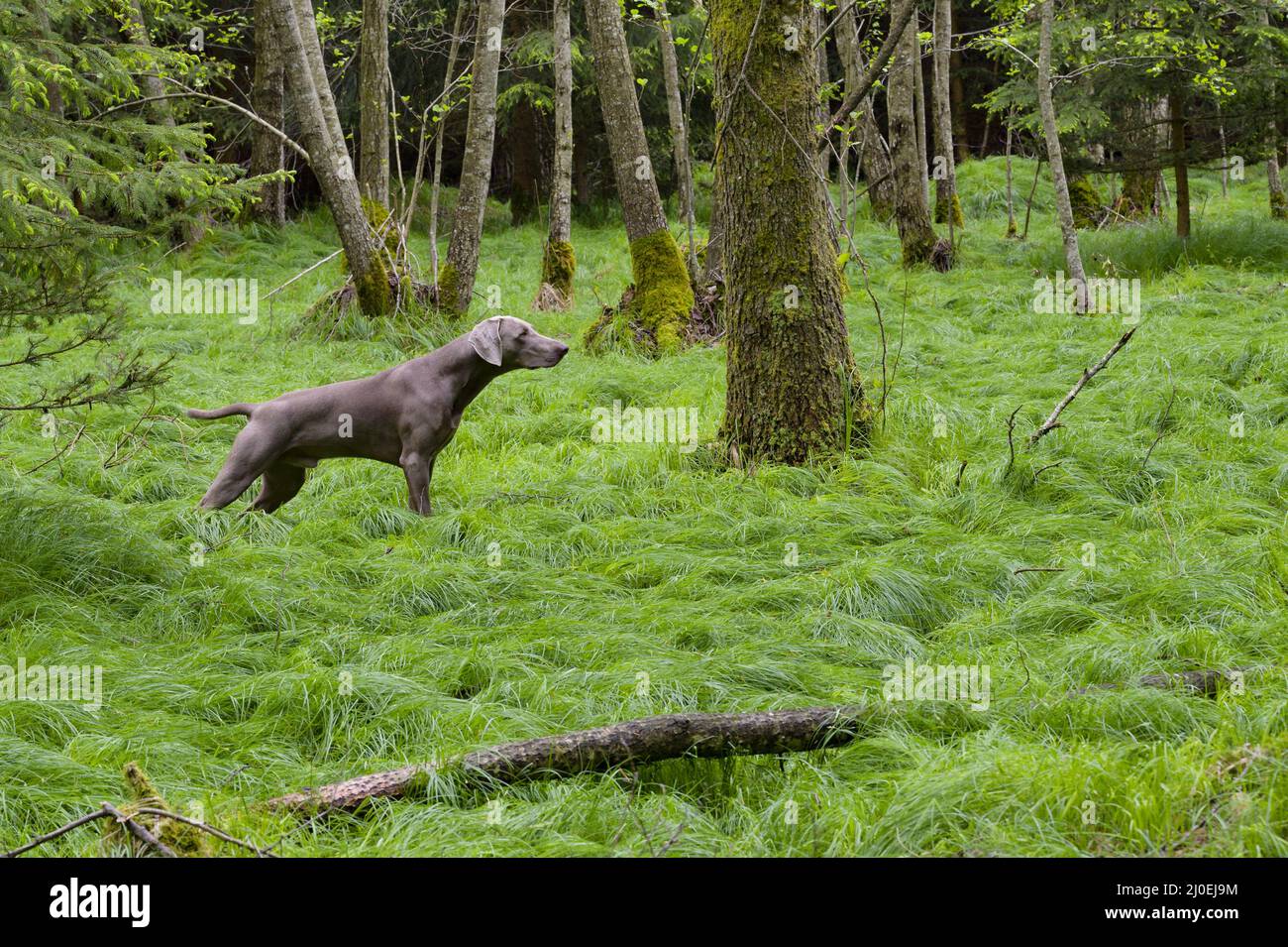 Hound in forest Stock Photo - Alamy