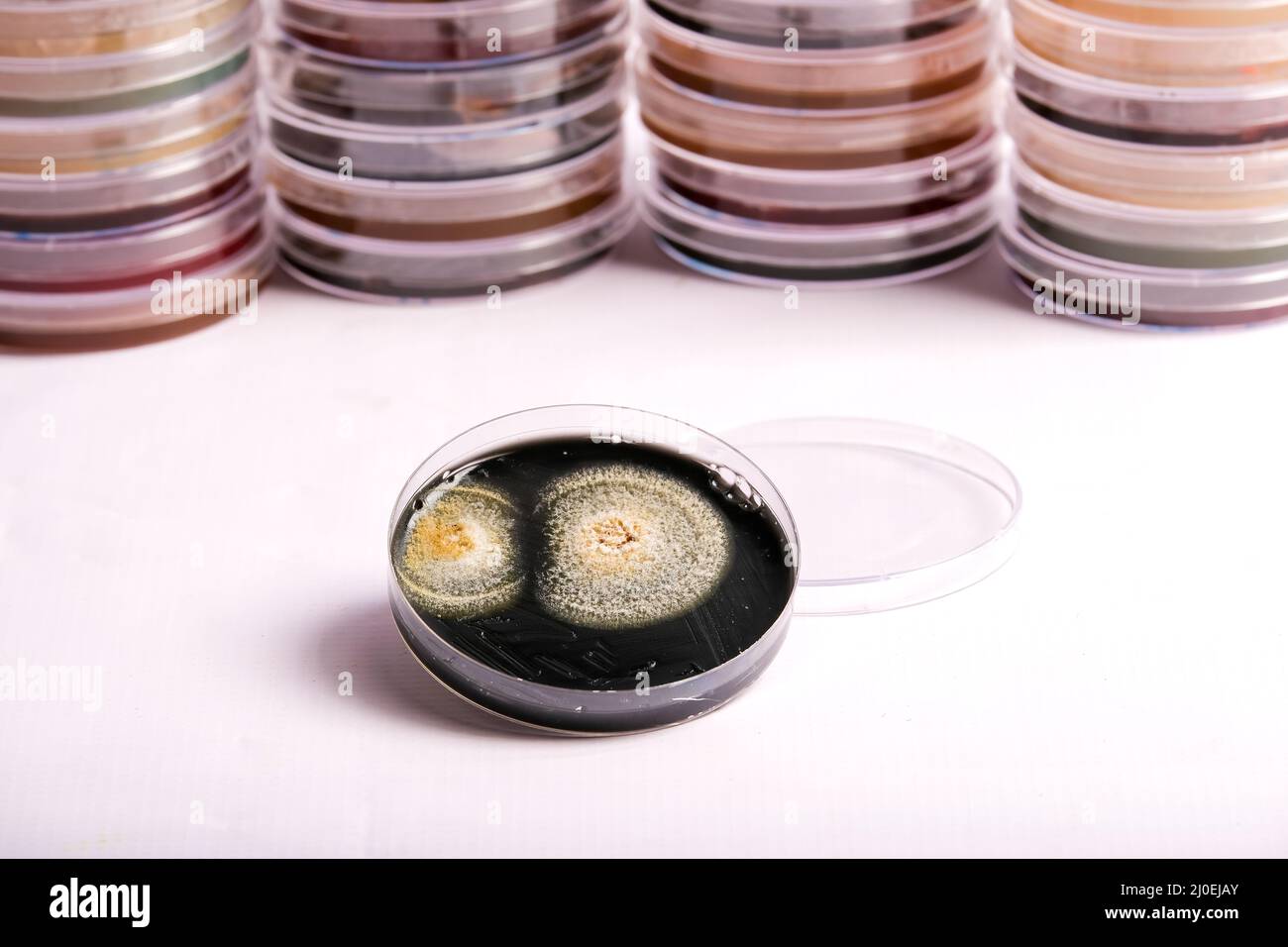 Fungal Colonies on Black Agar in a Laboratory Stock Photo - Alamy