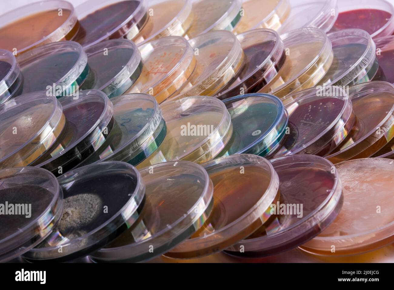 collection of culture plates contain growth of microorganisms on ...