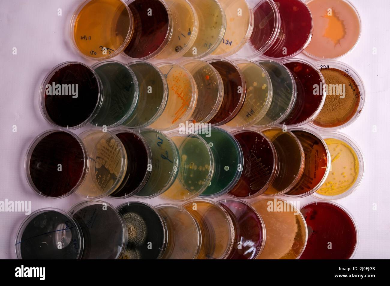 collection of culture plates contain growth of microorganisms on ...