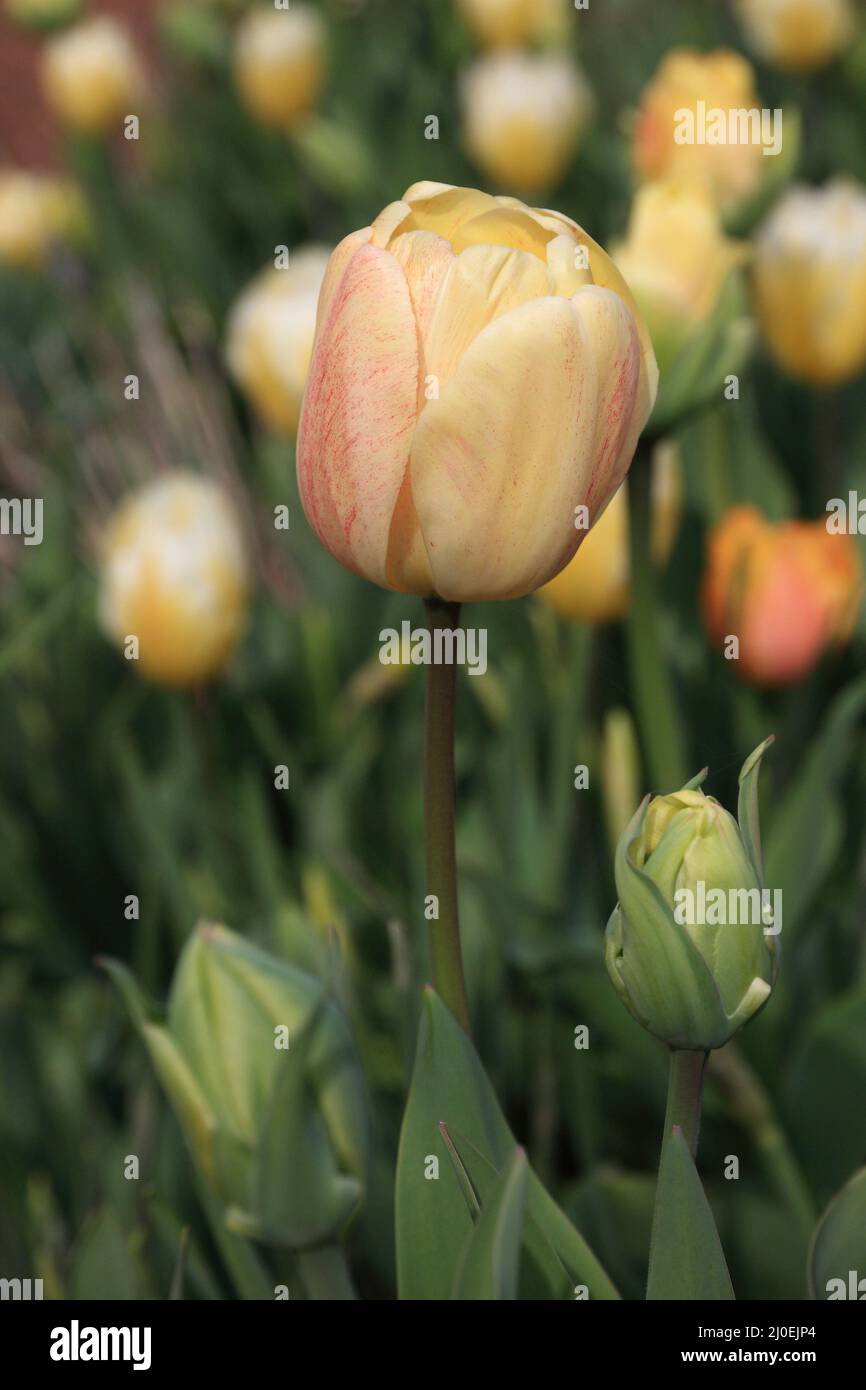 Yellow variegated tulip Stock Photo - Alamy