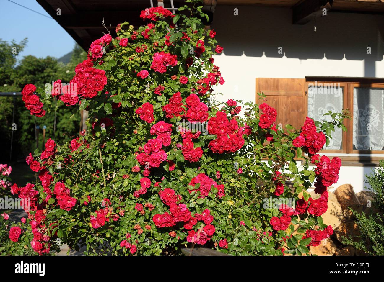 Many red roses Stock Photo - Alamy