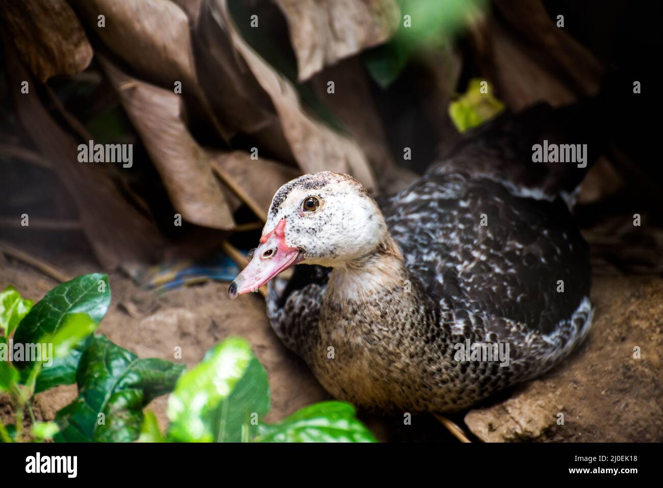 Mammal duck hi-res stock photography and images - Alamy