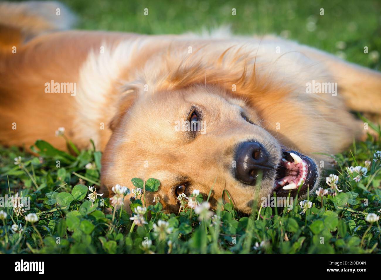 Dog beauty hi-res stock photography and images - Alamy