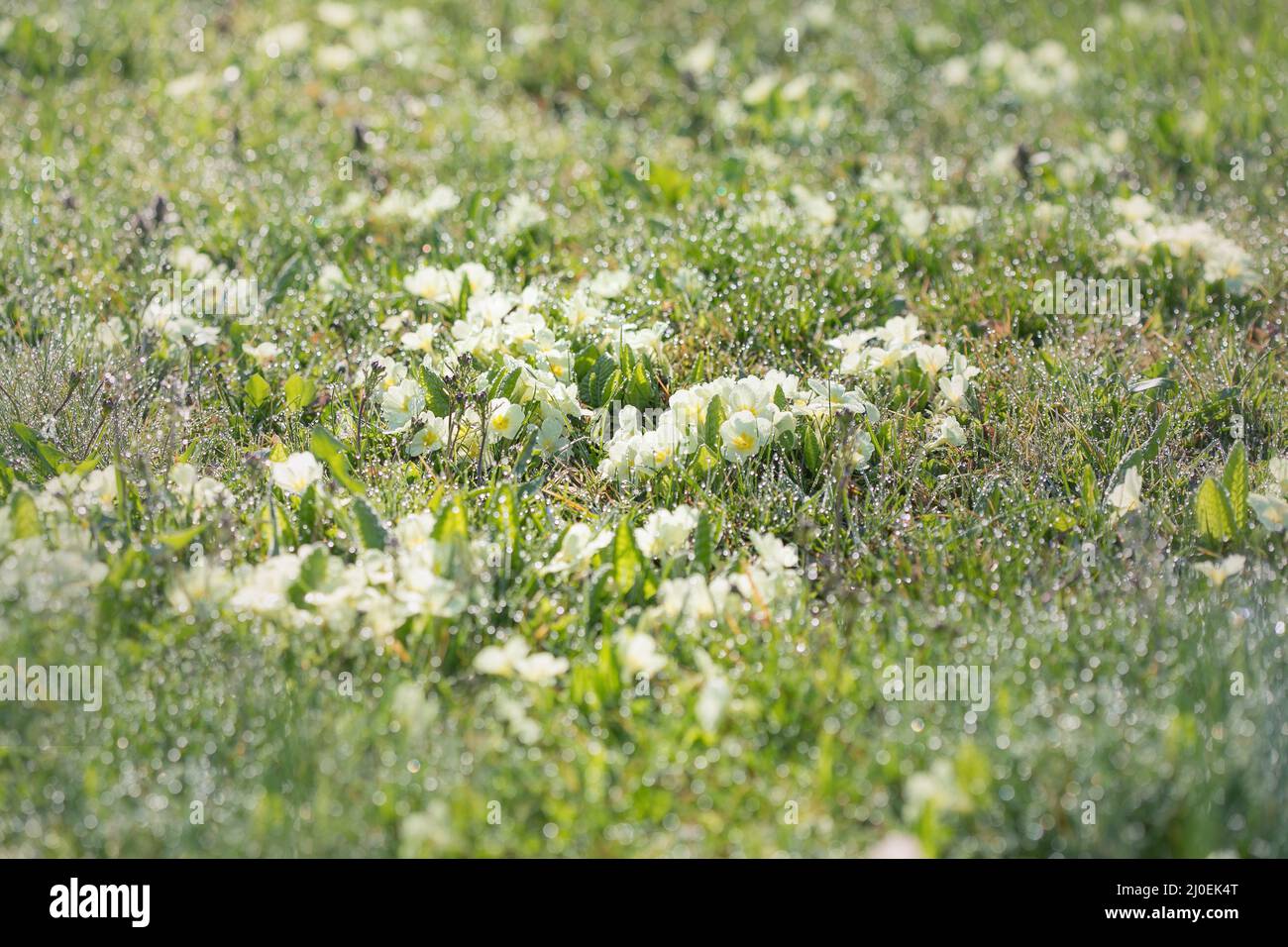 Beautiful flowers bloom in morning hi-res stock photography and images ...