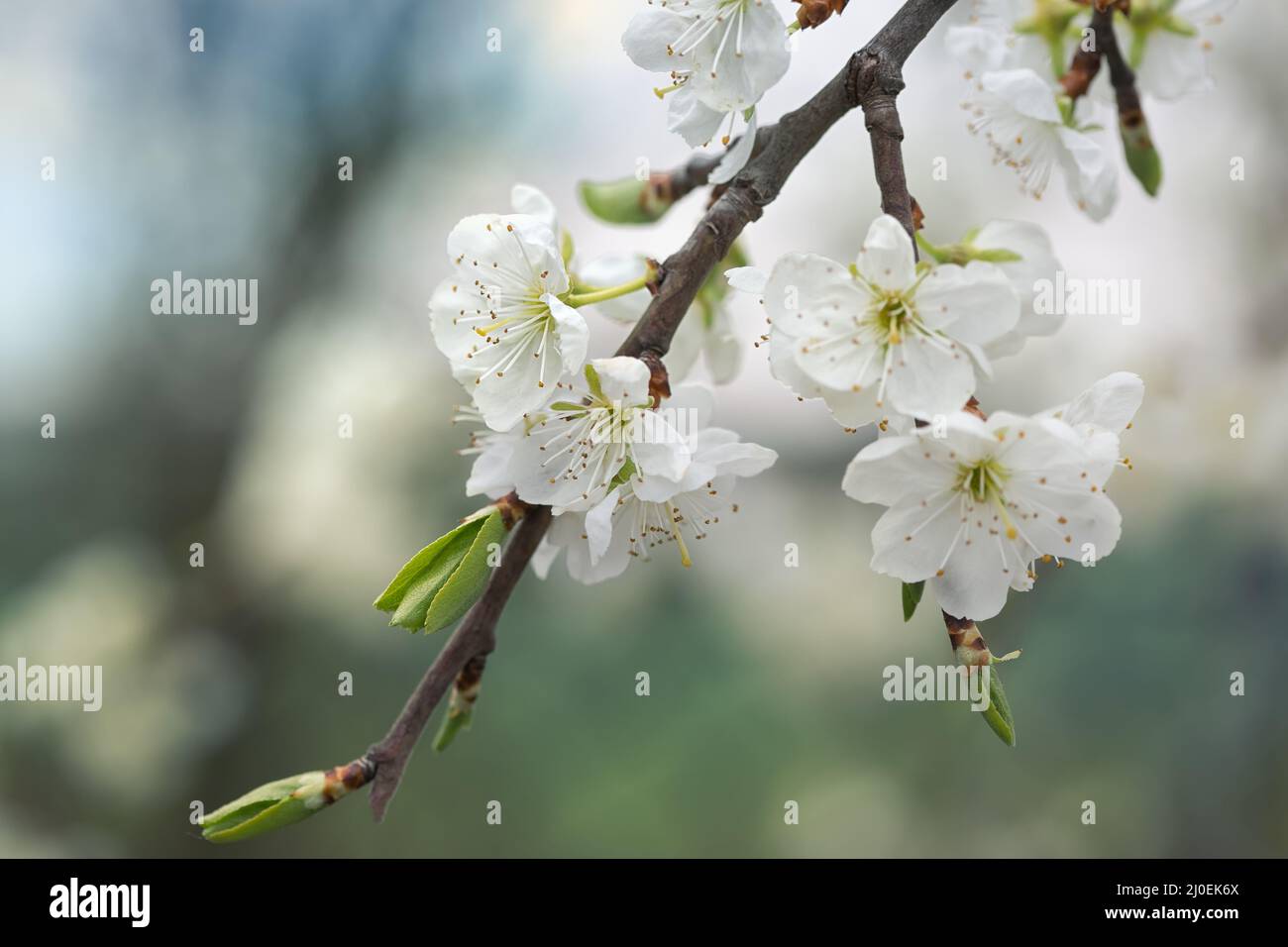 Chinese plums hi-res stock photography and images - Alamy