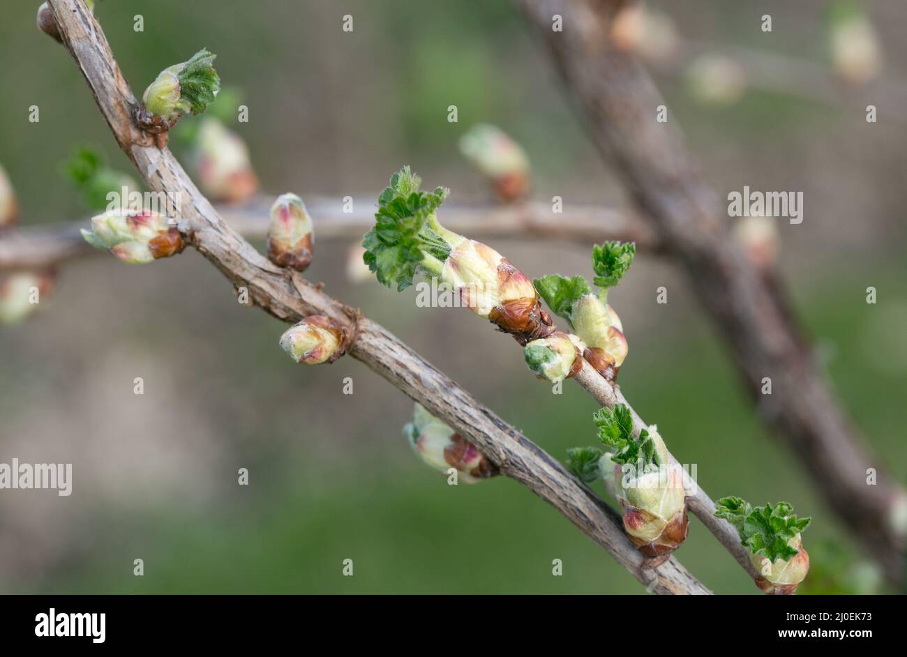 Young Branches of Josta Shrub Stock Photo - Alamy