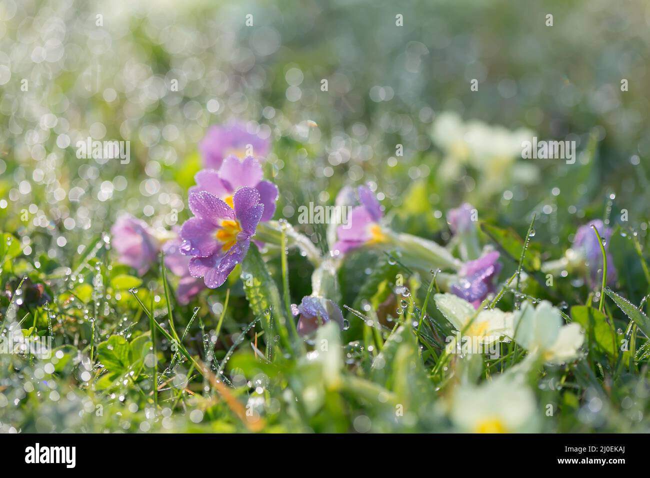 Beautiful garden flowers in morning at sunrise Stock Photo - Alamy