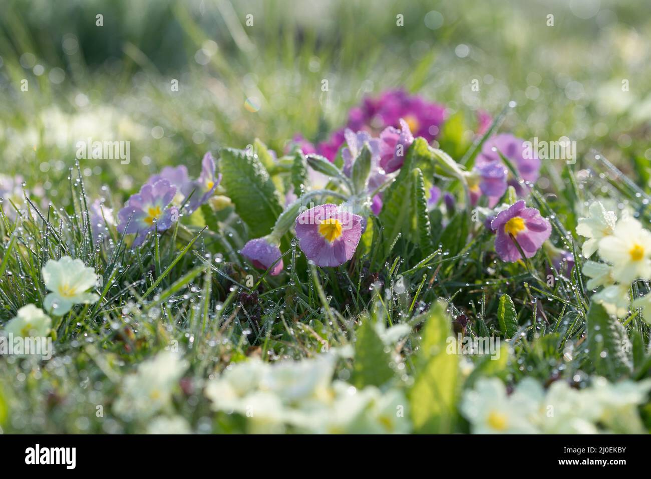 Beautiful garden flowers in morning at sunrise Stock Photo - Alamy