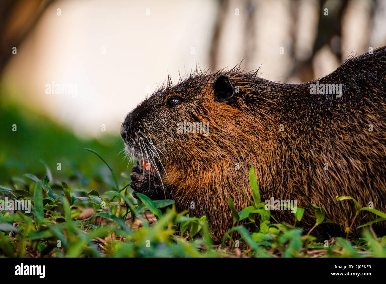 Australian swamp rat hi-res stock photography and images - Alamy