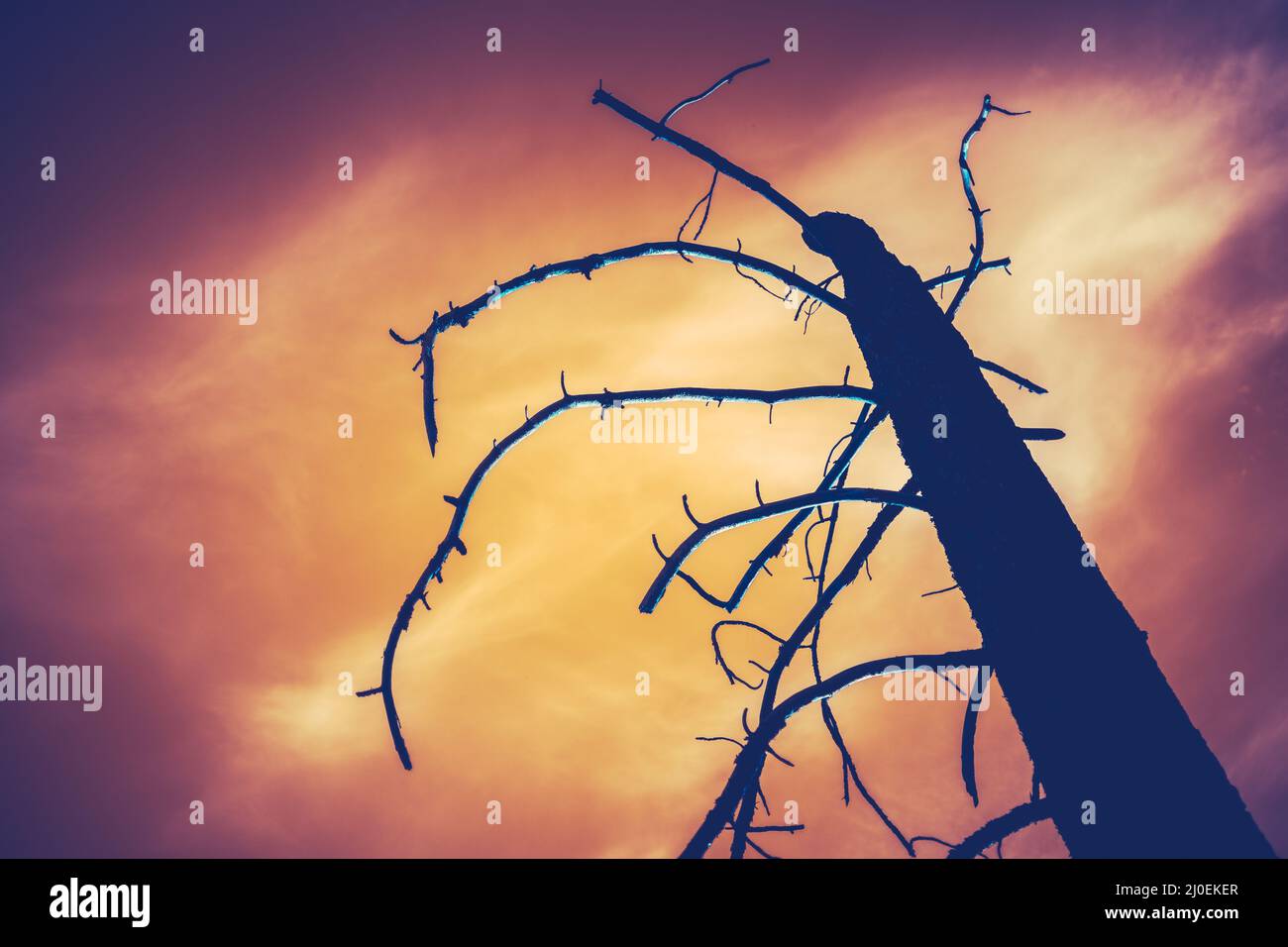 Fire tree hi-res stock photography and images - Alamy