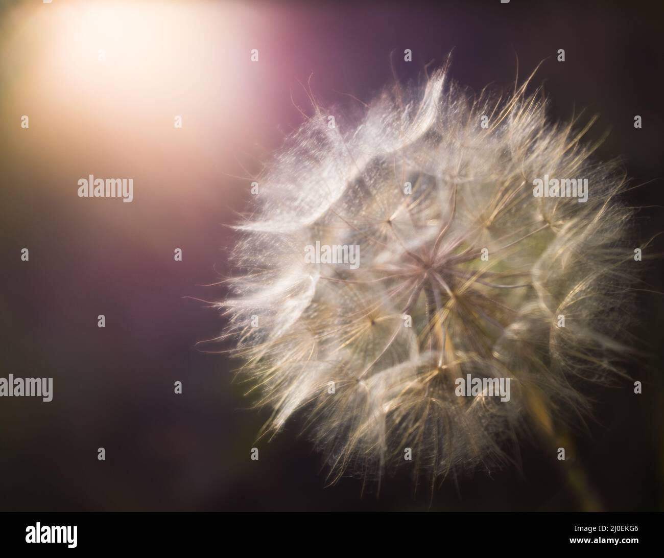 Soft focus sunset hi-res stock photography and images - Alamy