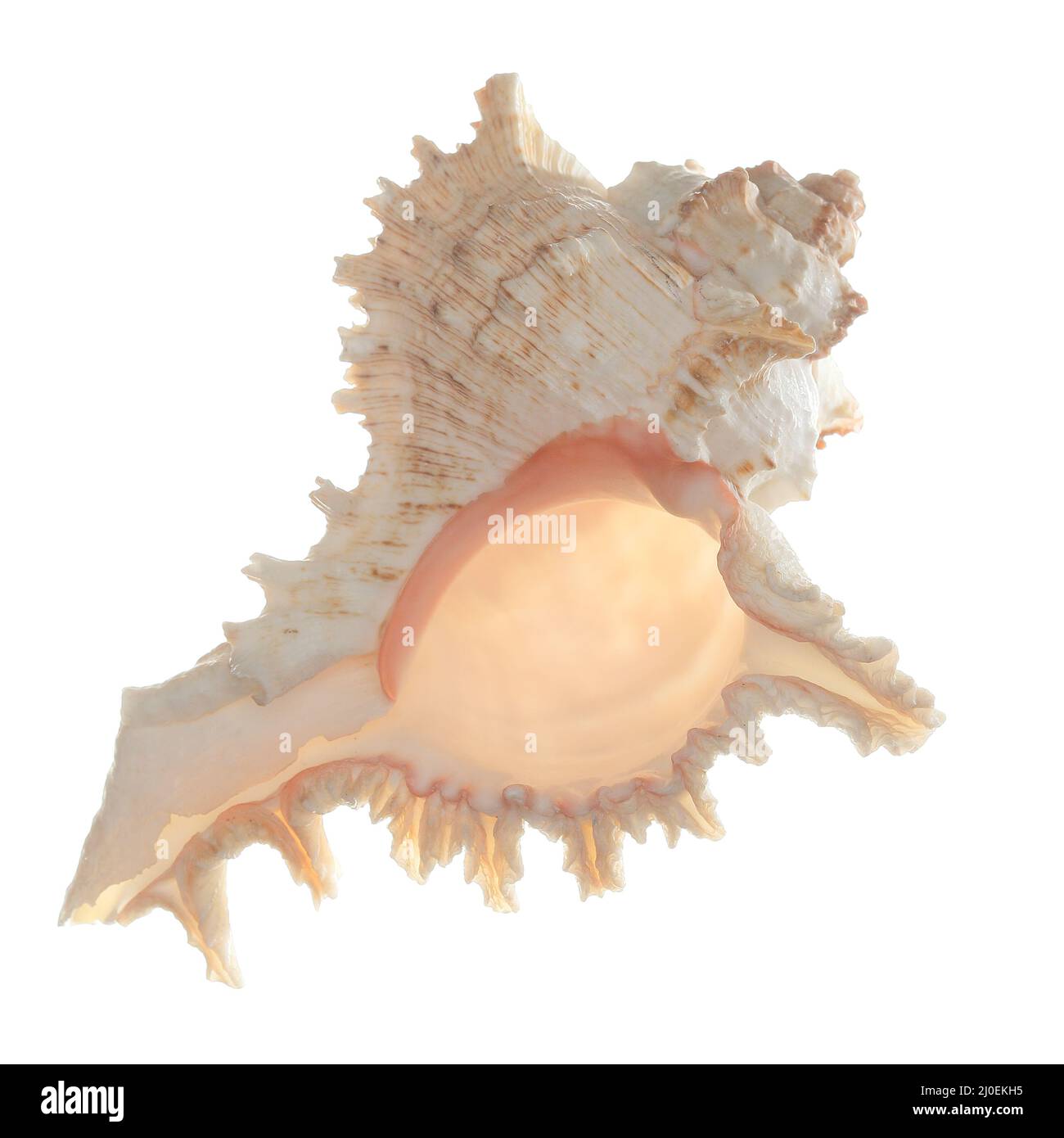 Sea shell on white background Stock Photo - Alamy