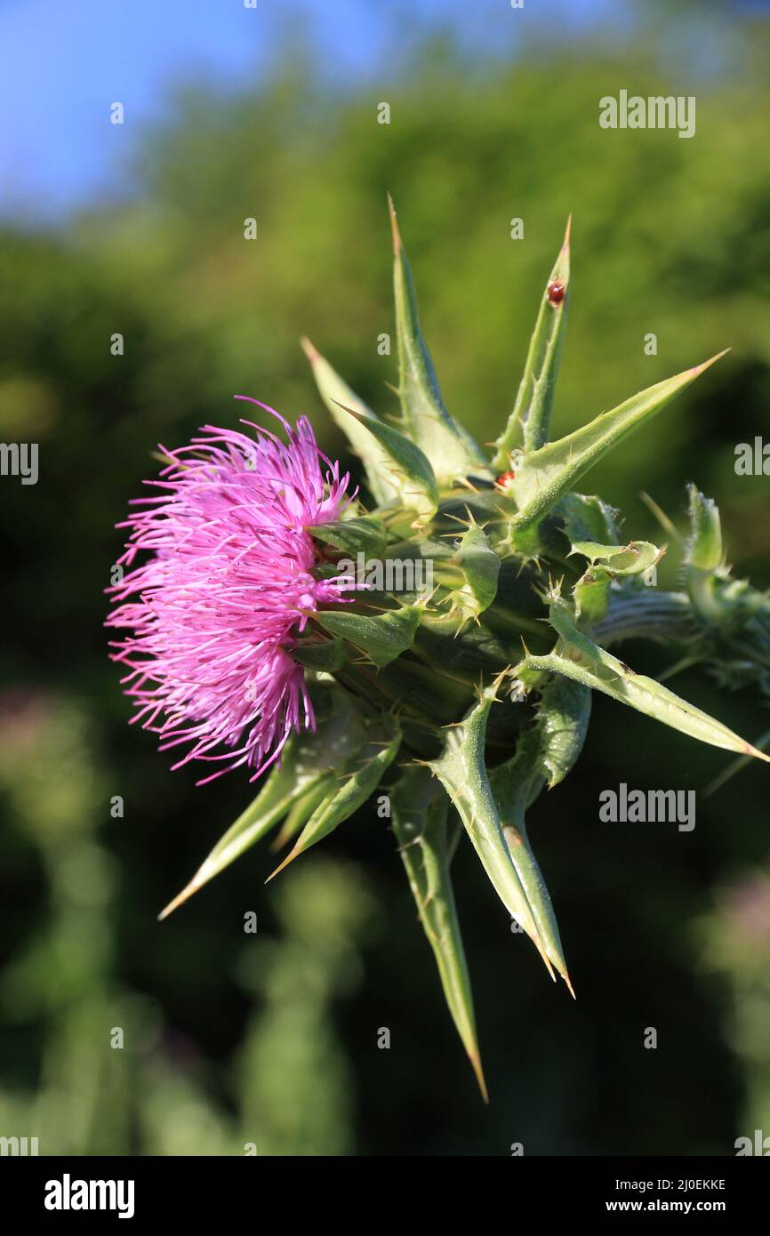 Bloomy milk thistle hi-res stock photography and images - Alamy