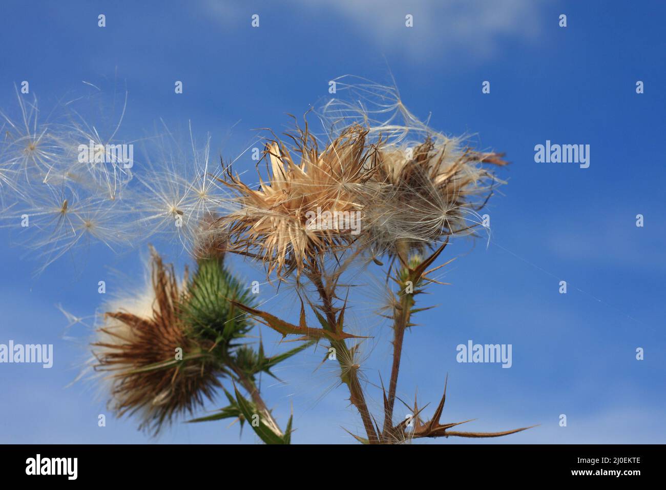 Wind blows hi-res stock photography and images - Alamy