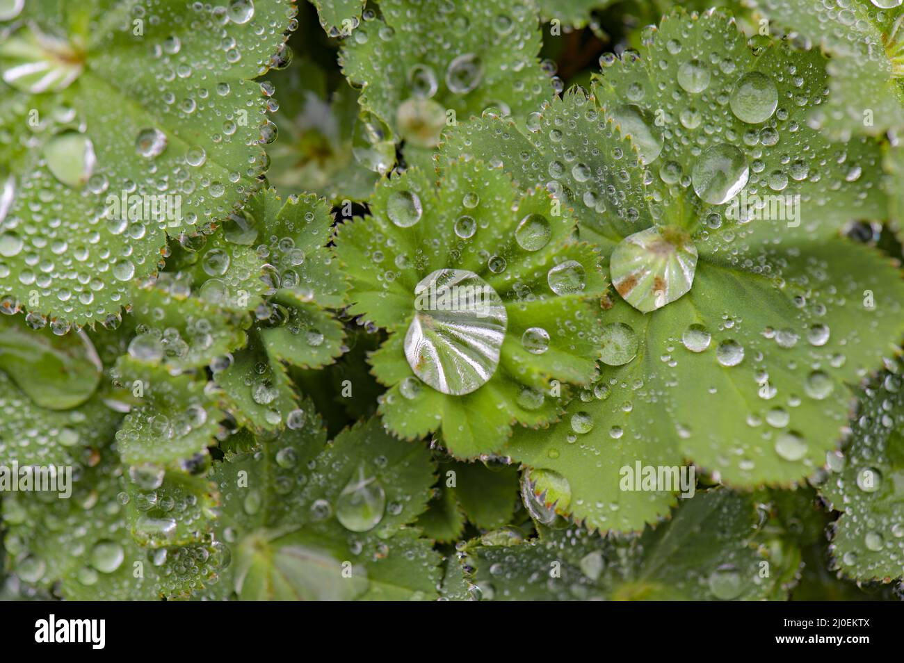 Green plant with raindrops Stock Photo - Alamy