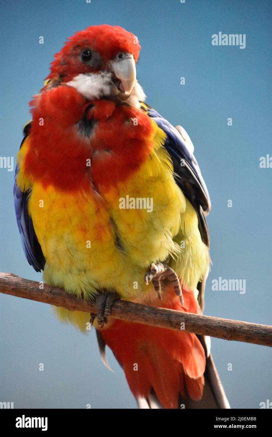 Parrot trees hi-res stock photography and images - Alamy