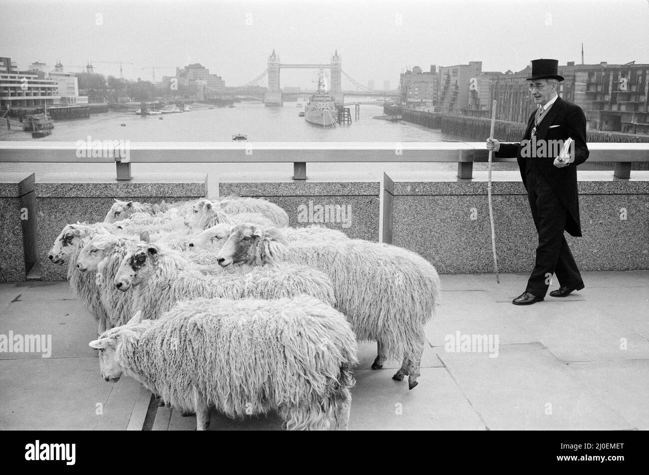 Freedom of the city of london sheep hi-res stock photography and images ...