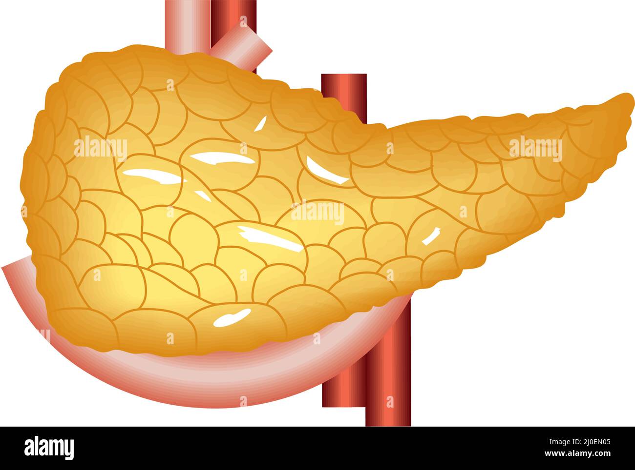 pancreas human organ Stock Vector Image & Art - Alamy