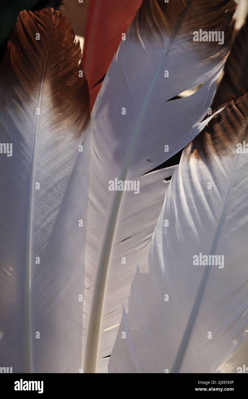 White brown birth feathers Stock Photo - Alamy