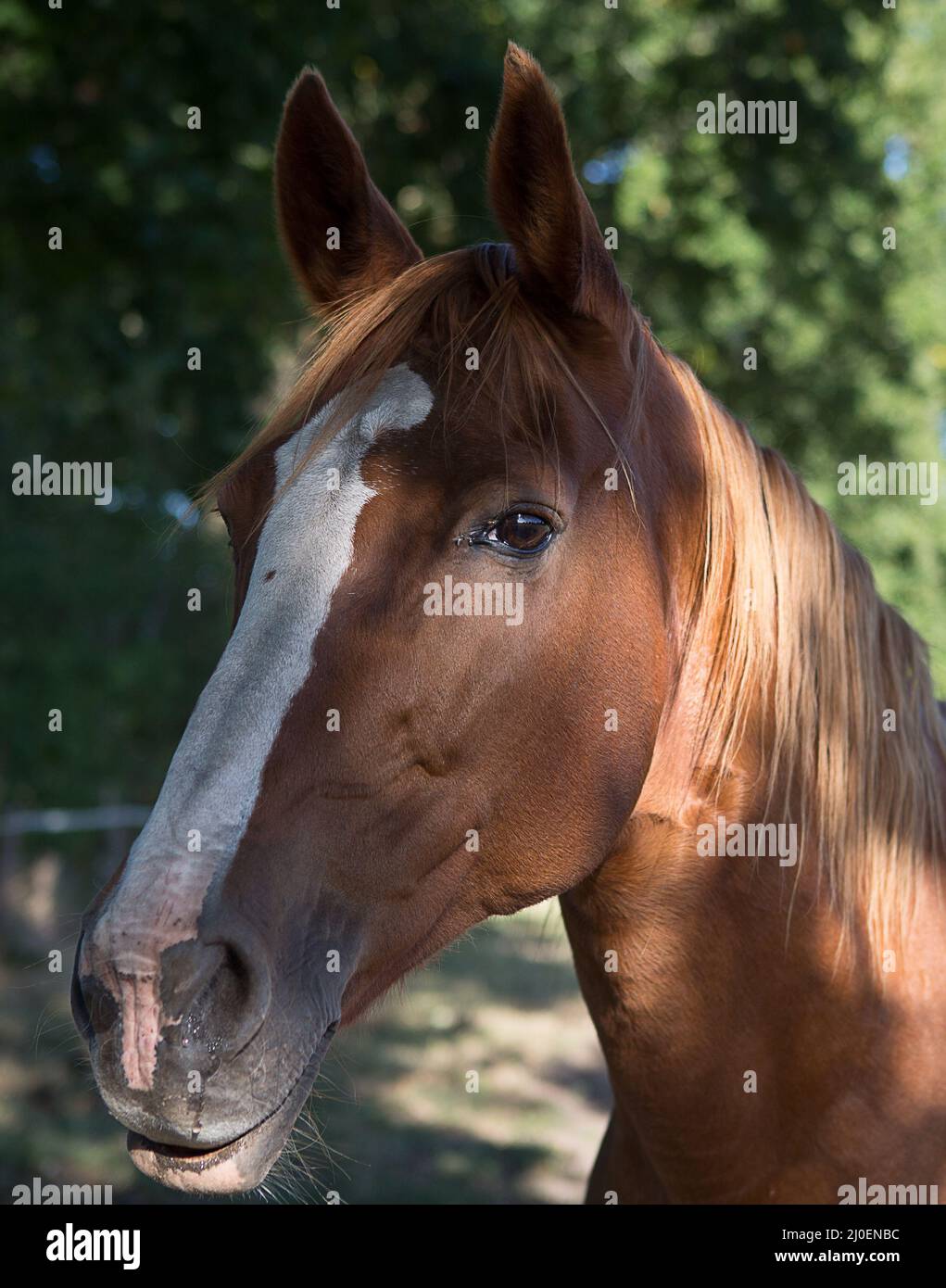 Forelock horse hi-res stock photography and images - Alamy