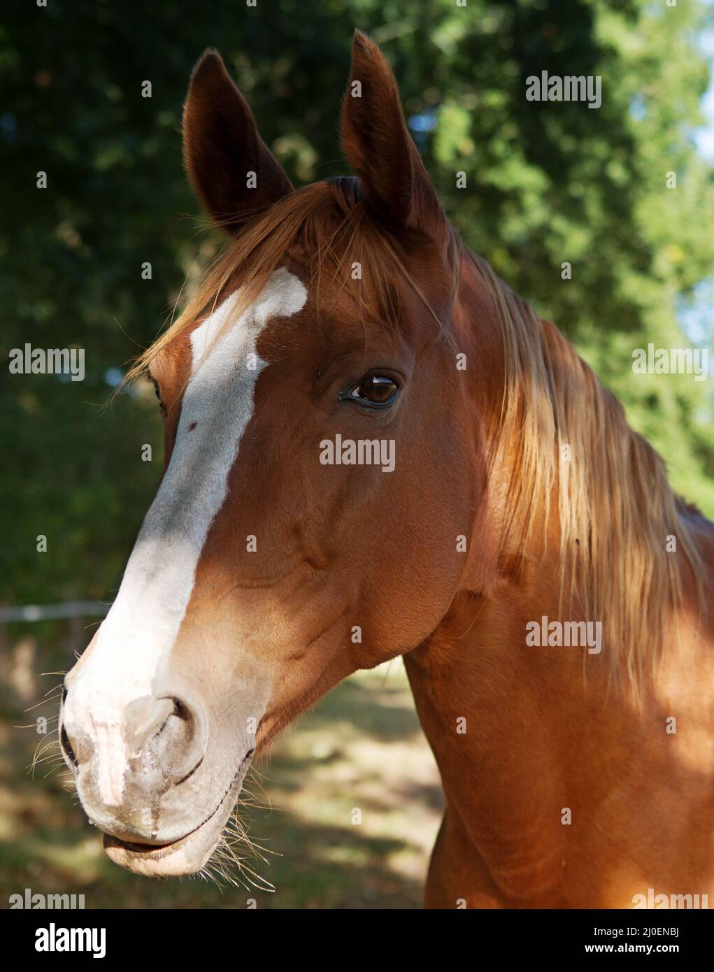 Horse forelock hi-res stock photography and images - Alamy