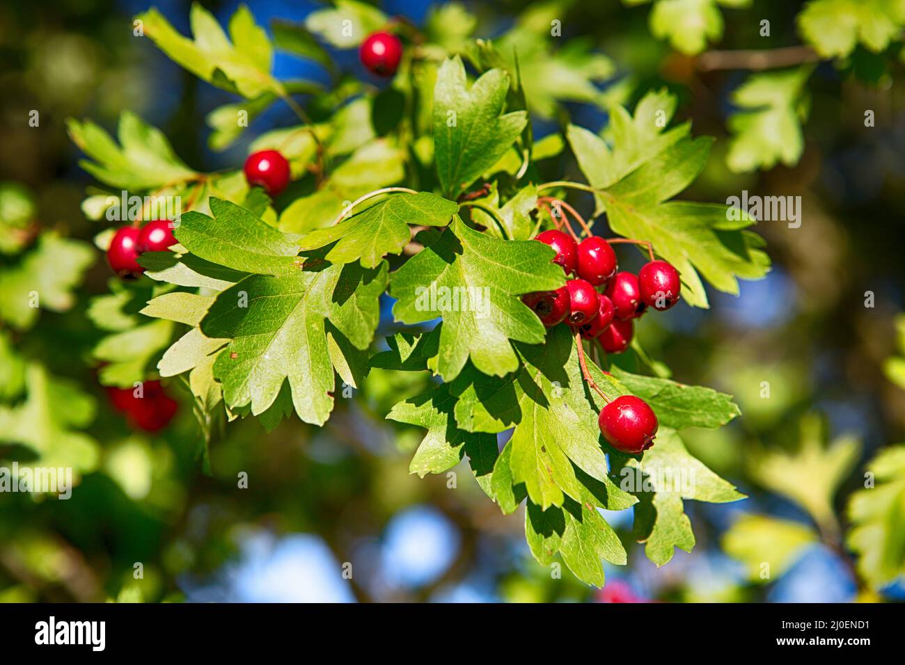 Rowan leafs hi-res stock photography and images - Alamy