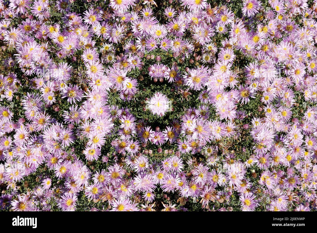Pink kaleidoscope pattern hi-res stock photography and images - Alamy