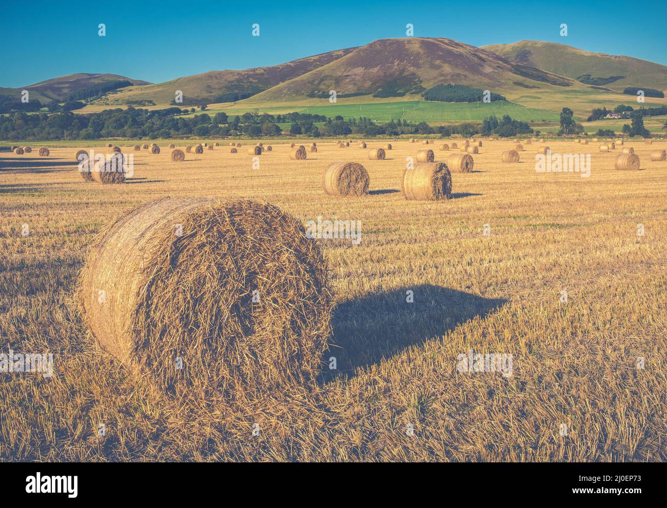Scottish farming hi-res stock photography and images - Alamy