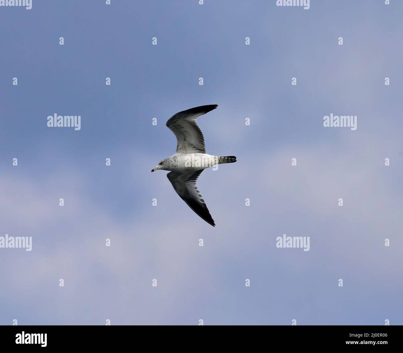 Juvenile Ring-billed Gull with spread wings Stock Photo - Alamy