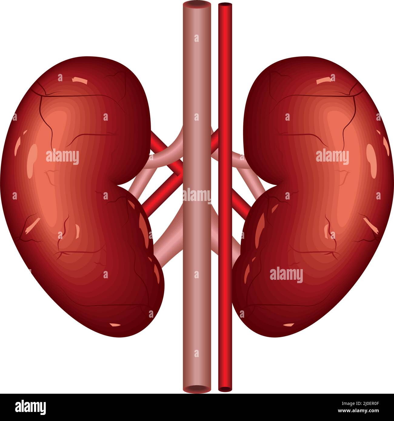 Internal Organs Kidneys