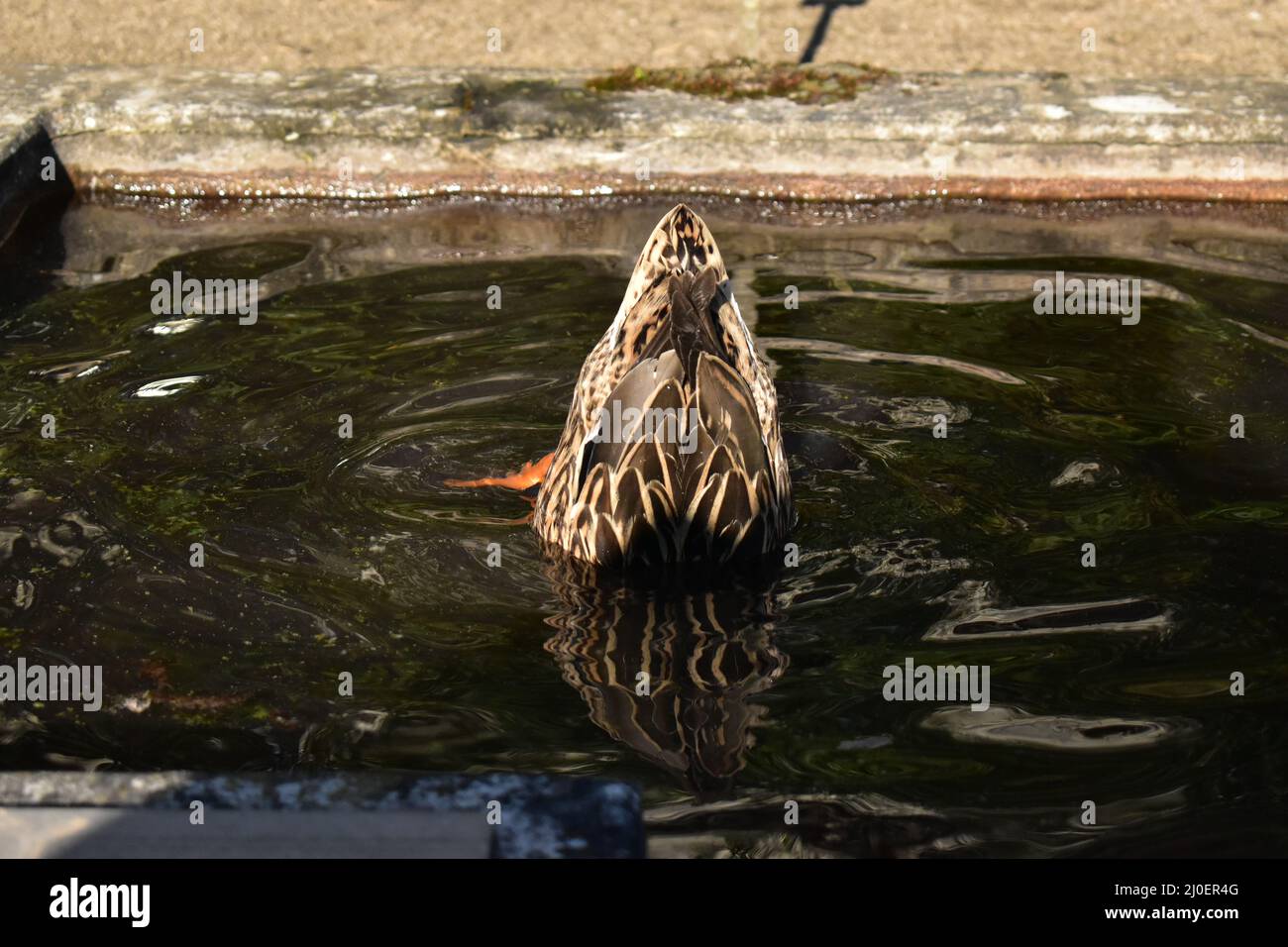 Weibliche Ente High Resolution Stock Photography and Images - Alamy