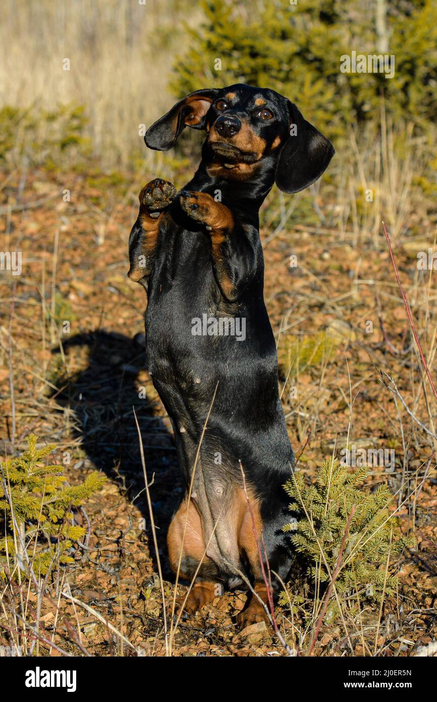 Funny hunting dog Stock Photo - Alamy
