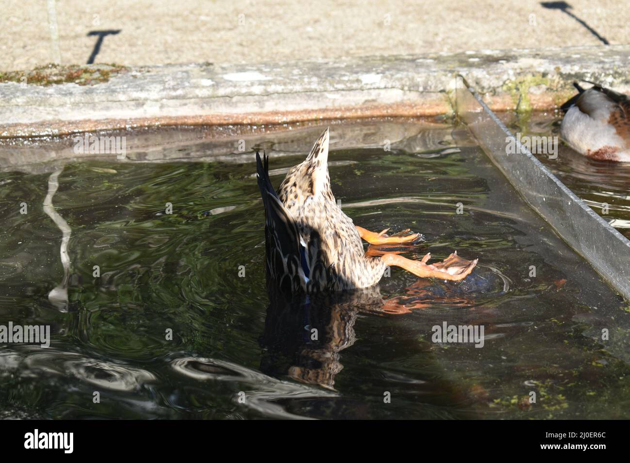 Weibliche Ente High Resolution Stock Photography and Images - Alamy