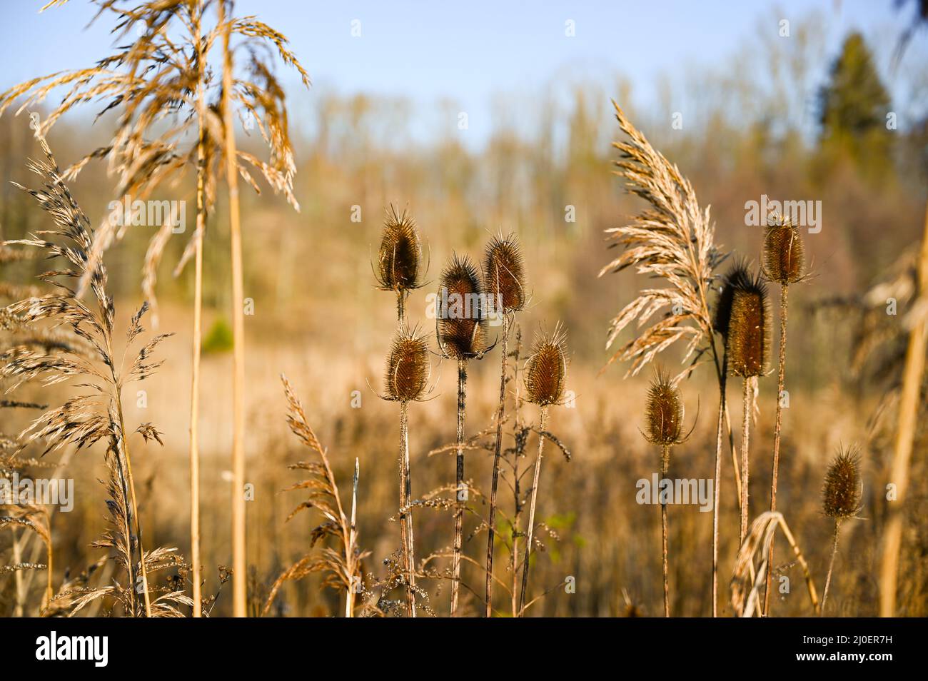 Teasel seed hi-res stock photography and images - Alamy