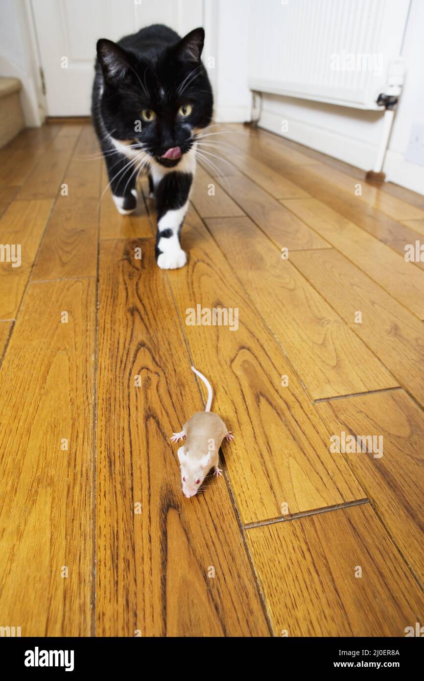 Cat creeping inside hi-res stock photography and images - Alamy