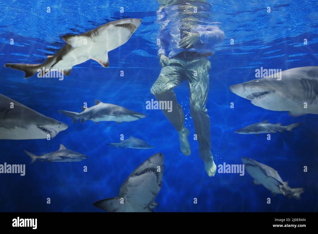 Businessman underwater, surrounded by circling sharks Stock Photo - Alamy