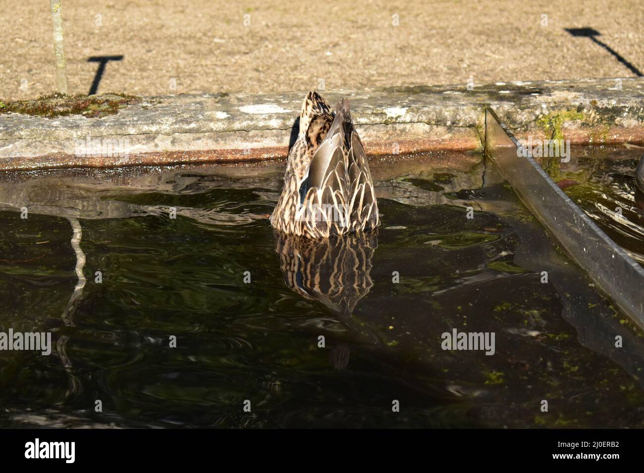 Weibliche Ente High Resolution Stock Photography and Images - Alamy