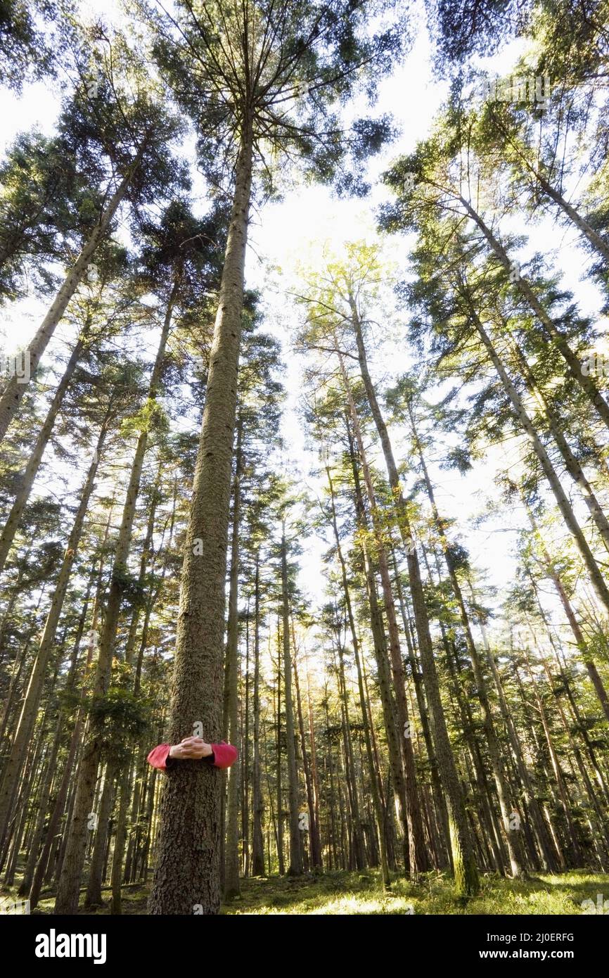 A man hugging a tree in a forest Stock Photo - Alamy