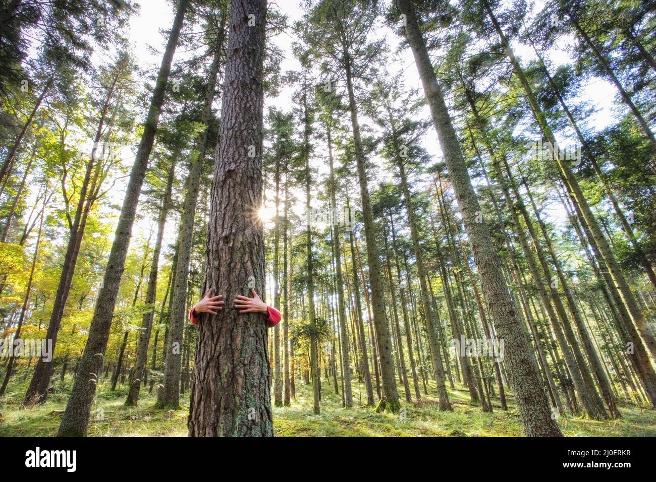 A man hugging a tree in a forest Stock Photo - Alamy